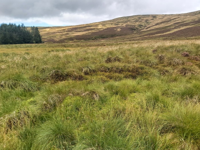 Breamish Head In The Cheviots - Cheviot99