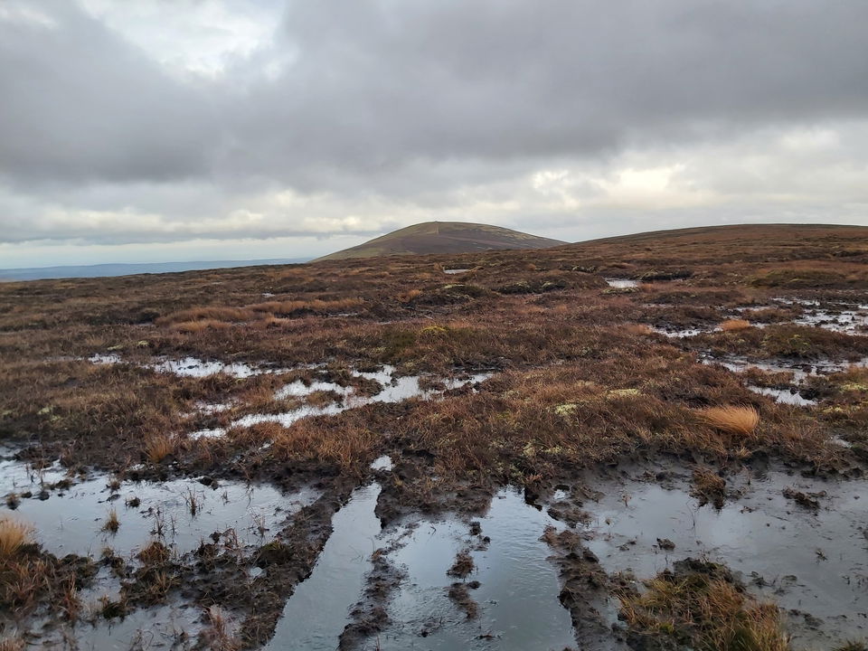 Comb Fell In The Cheviots - Cheviot99