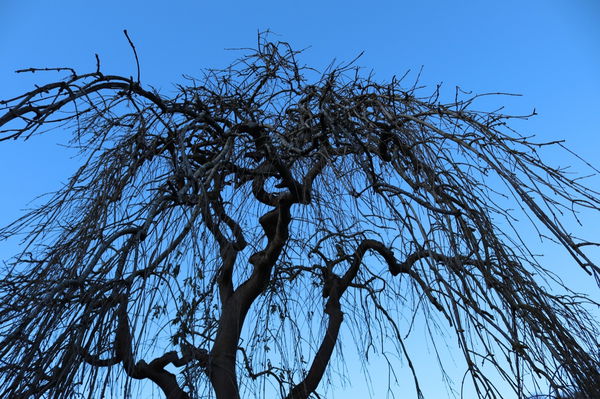 Rothbury Tree Trail In Northumberland - Fabulous North