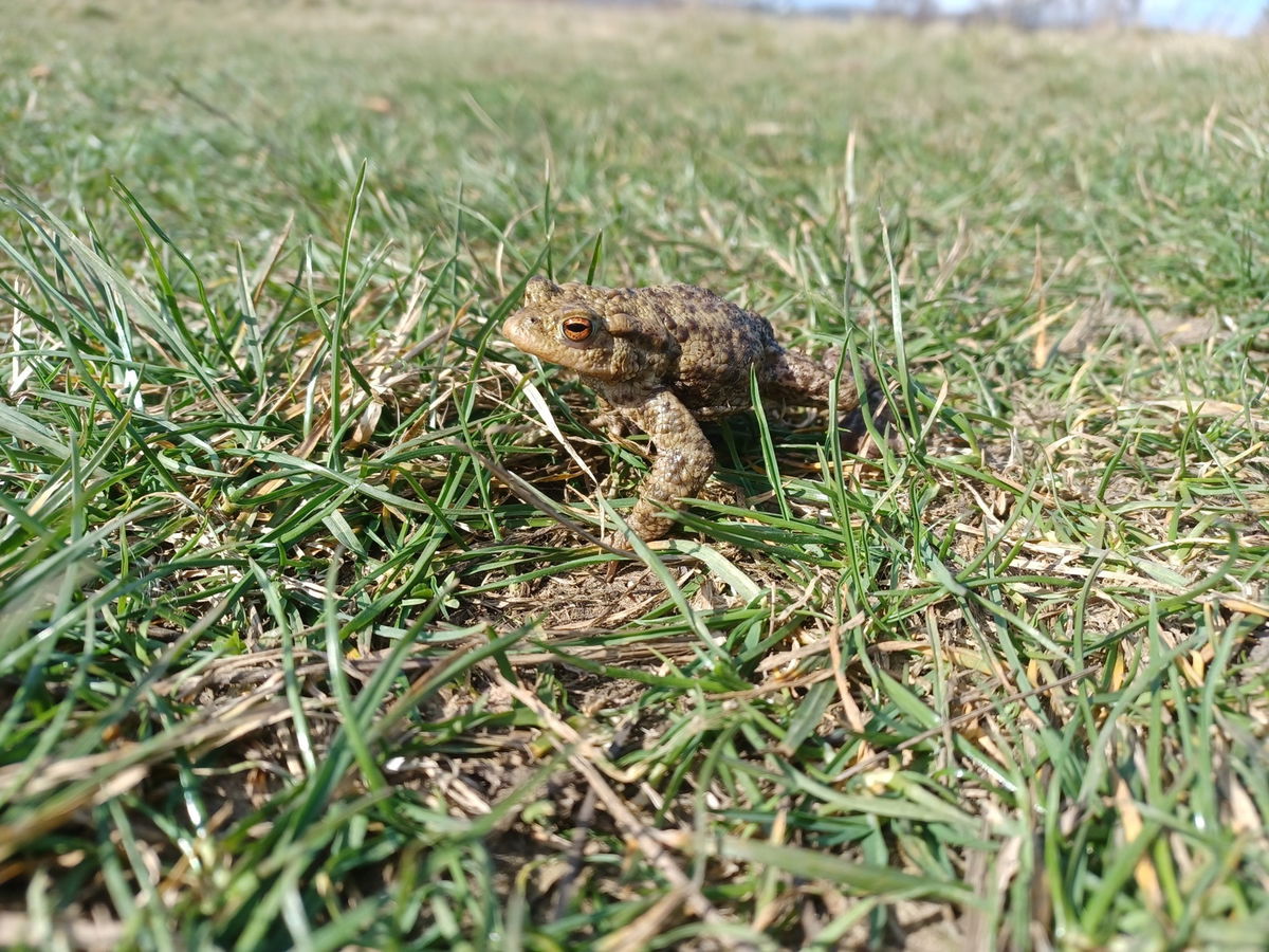 Newburn Ford Battlefield and Ryton Willows in Wylam - Fabulous North