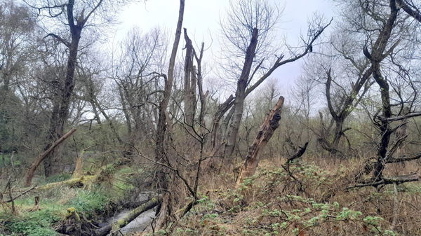 Hetton Bogs Nature Reserve In Houghton-le-Spring - Fabulous North