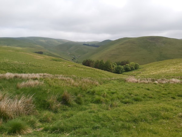 Walk Up Yearning Law, Border Ridge To Windy Gyle In The Cheviots ...