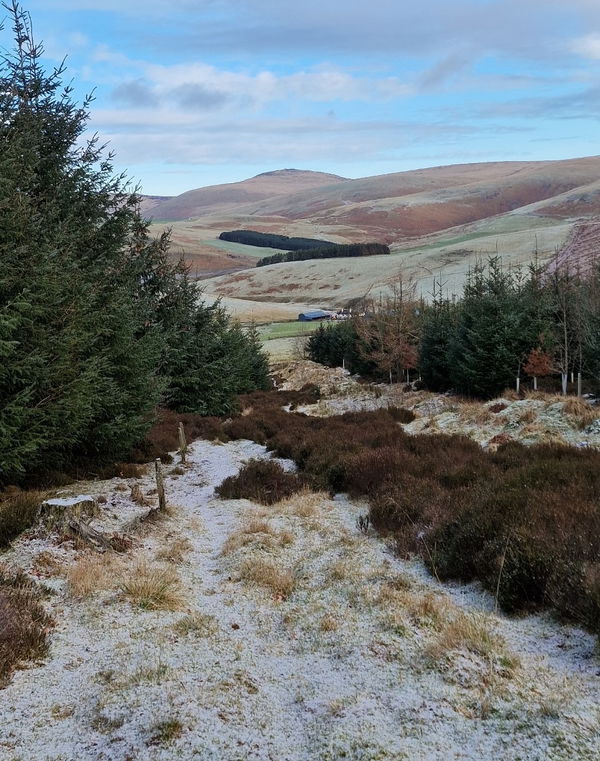 Walk To Windy Gyle And The Cheviot Summit From Cocklawfoot - Fabulous North