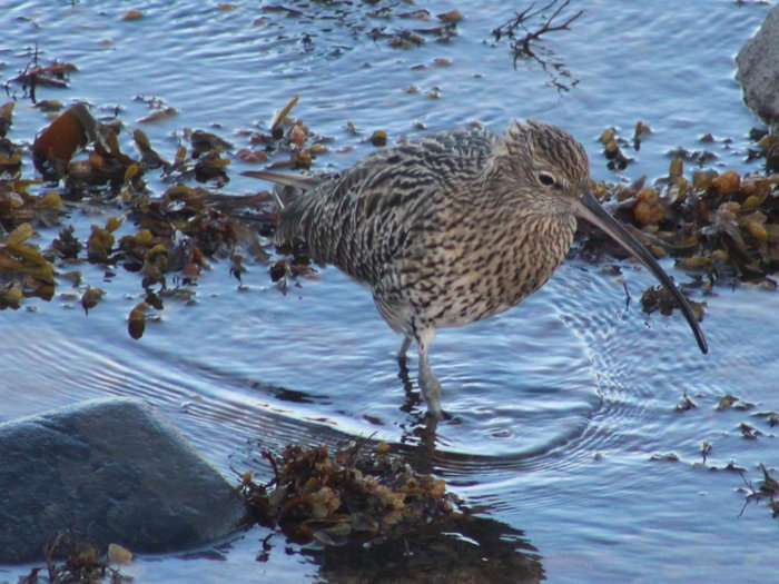 Walk From Beadnell Bay To Low Newton - Fabulous North