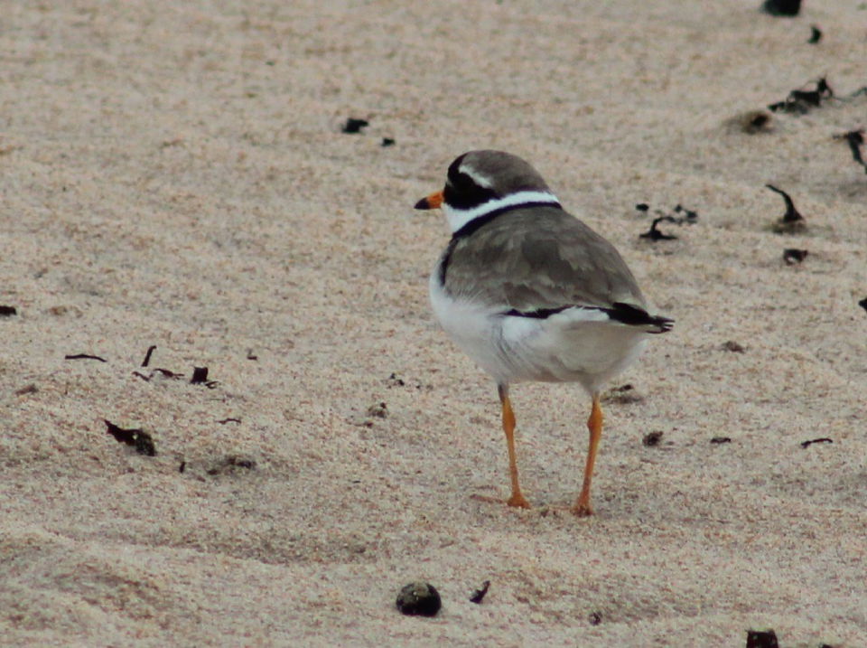 Walk From Beadnell Bay To Low Newton - Fabulous North