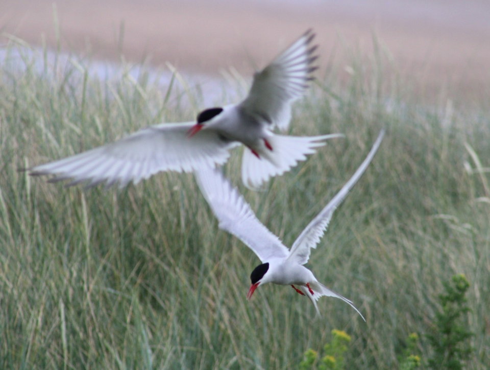 Walk From Beadnell Bay To Low Newton - Fabulous North