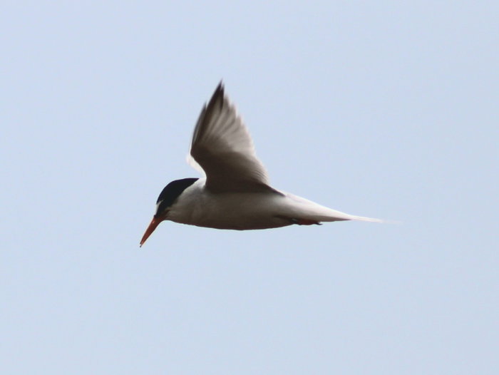 Walk From Beadnell Bay To Low Newton - Fabulous North