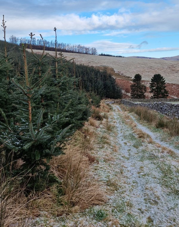 Walk To Windy Gyle And The Cheviot Summit From Cocklawfoot - Fabulous North