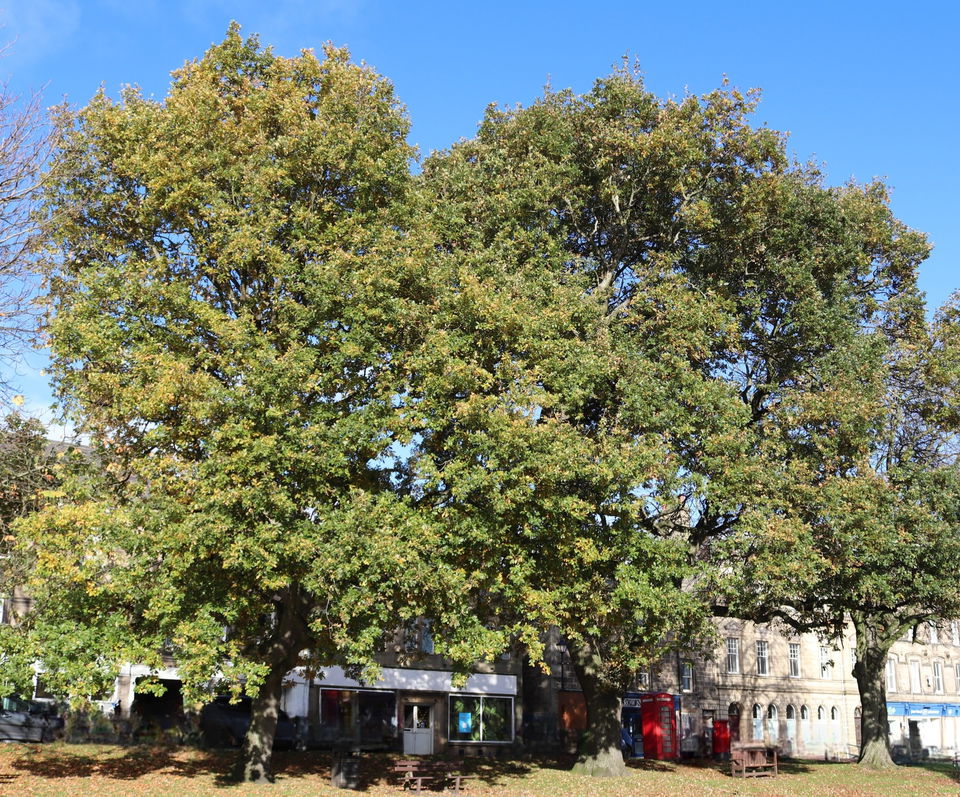 Rothbury Tree Trail - Explore the Trees of Rothbury