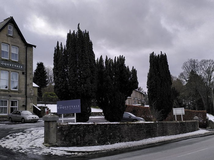Introducing the Fastigiate (or Irish) Yew. - Rothbury Trees
