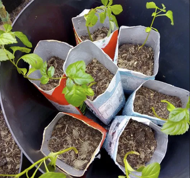 Get your FREE TREE! - Rothbury Trees