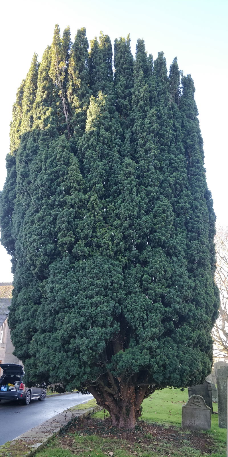 Introducing the Fastigiate (or Irish) Yew. - Rothbury Trees