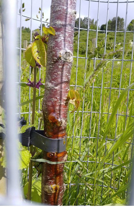 Ouch! That looks sore! And.. Take care of the trees, please! - Rothbury ...