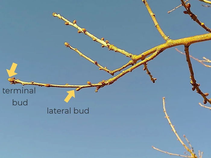 Renewed life - New life - Rothbury Trees