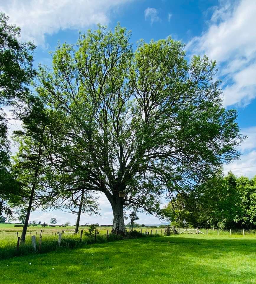 Rothbury Tree of the Month: Ash - Rothbury Trees