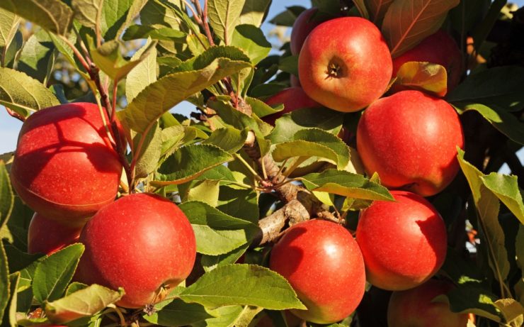 September Tree of the Month: Apple - and ORCHARDS! - Rothbury Trees
