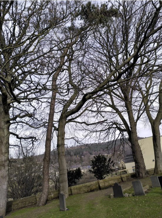 The mighty Scots Pine. A native conifer. - Rothbury Trees