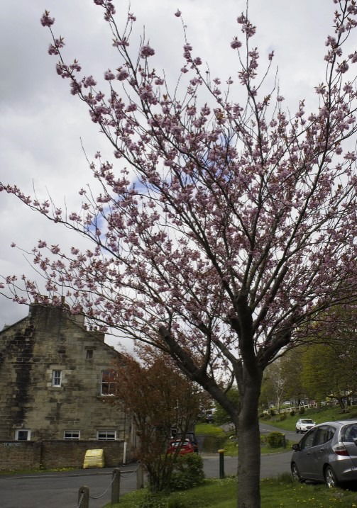 We all love a freeby - well, how about a free tree! - Rothbury Trees