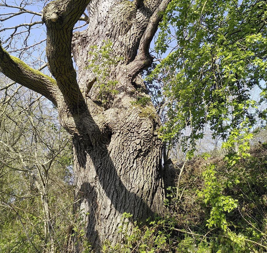 What the Craa Trees saw - Rothbury Trees