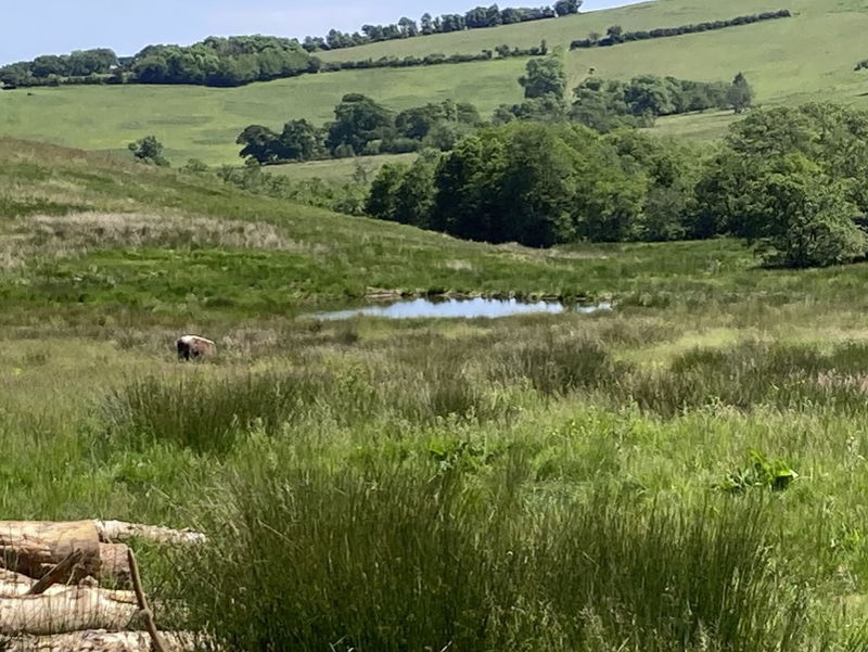 Wonderful Wild Hepple Whitefield - Rothbury Trees